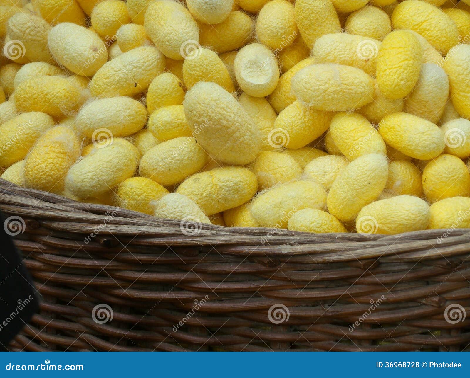 Yellow cocoon silkworm stock photo. Image of china, insect - 36968728