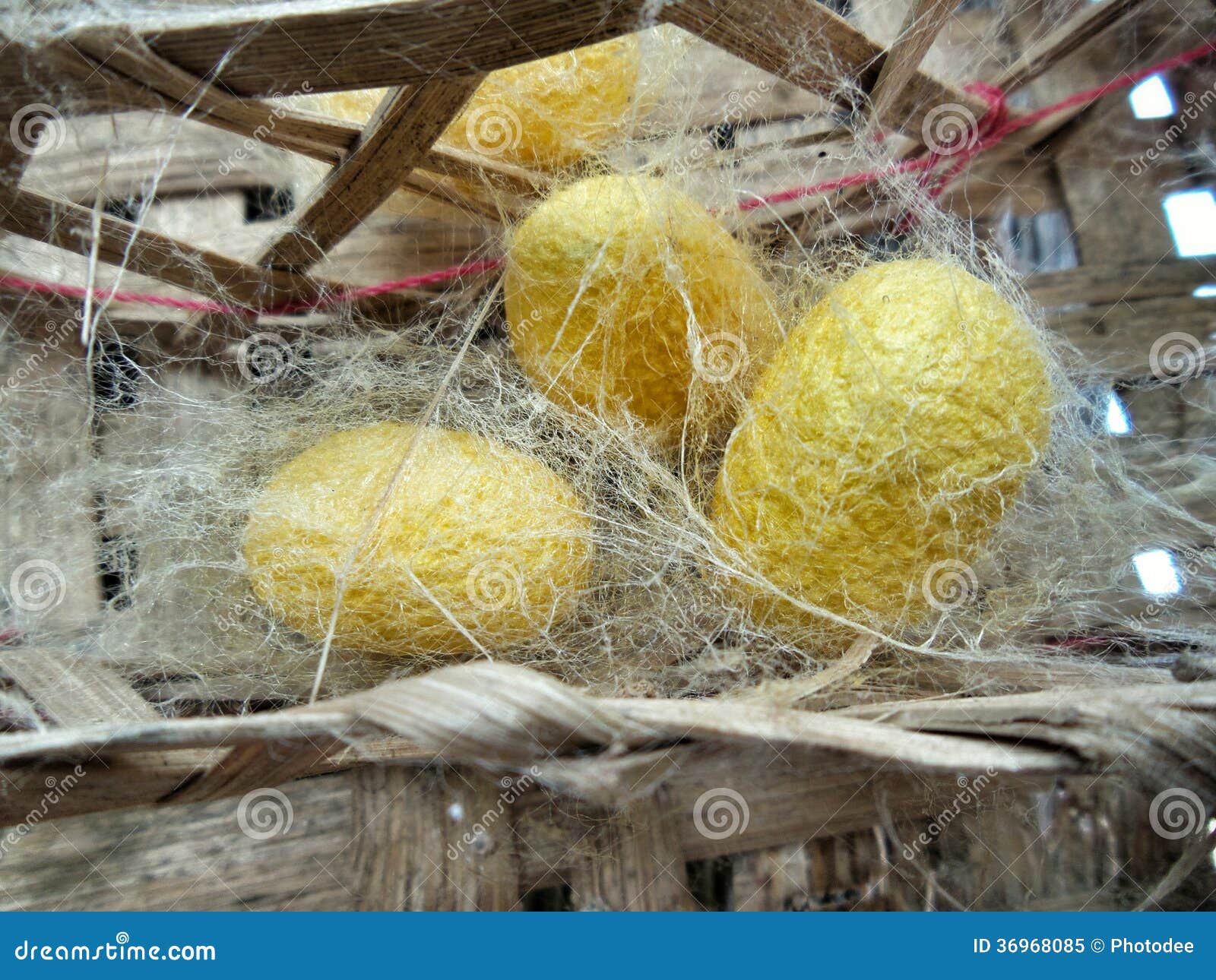 Yellow cocoon silkworm stock image. Image of gold, process - 36968085