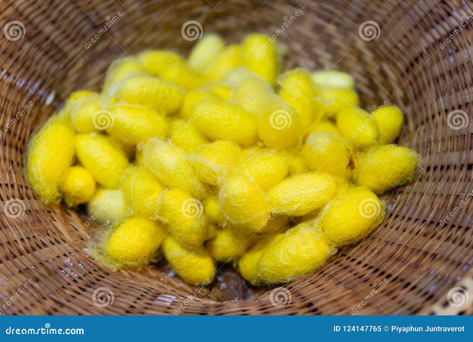 Yellow Cocoon a Source of Silk Thread and Silk Fabric for Silk Weaving ...