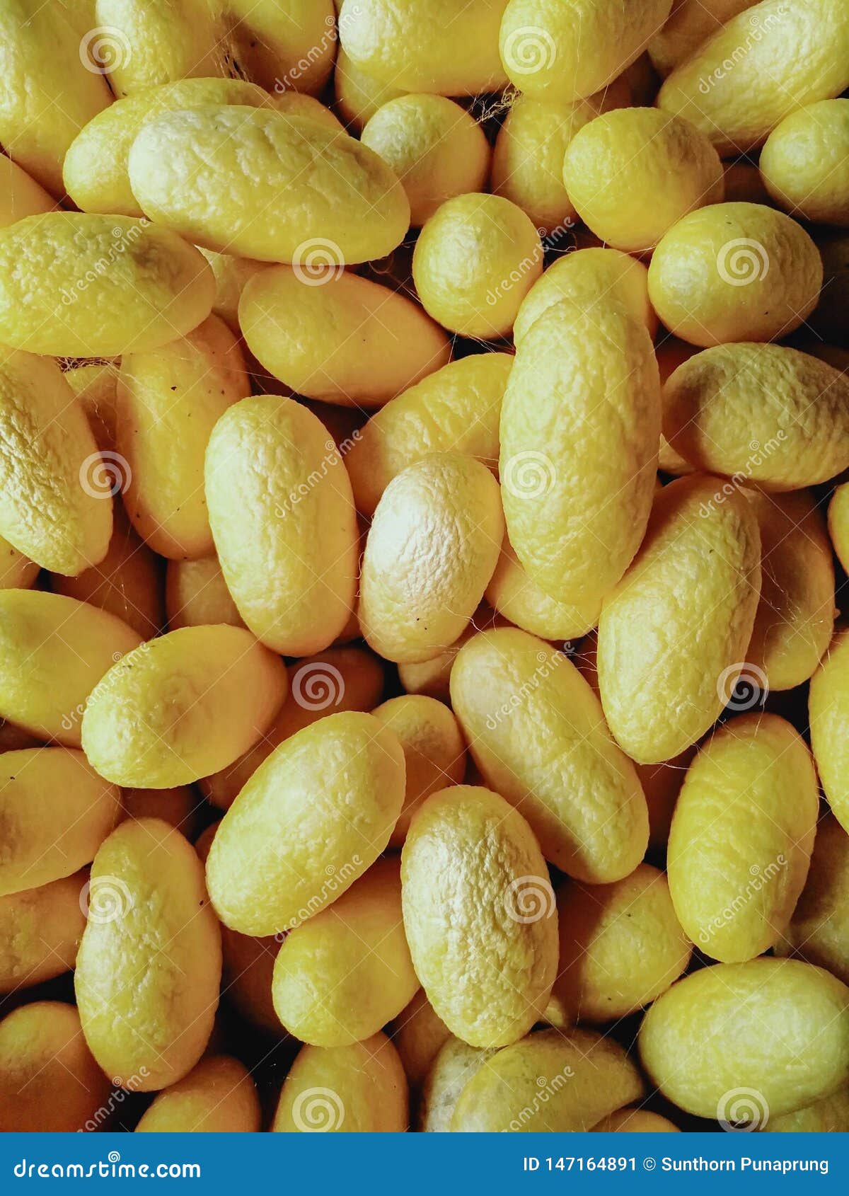 Yellow Cocoon, Thailand stock image. Image of cocoon - 147164891