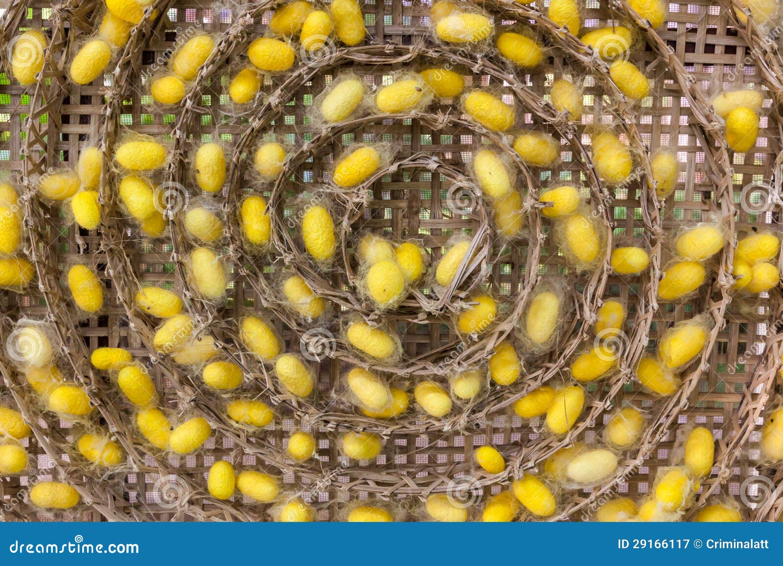 Yellow cocoons stock image. Image of fiber, basket, wood - 29166117