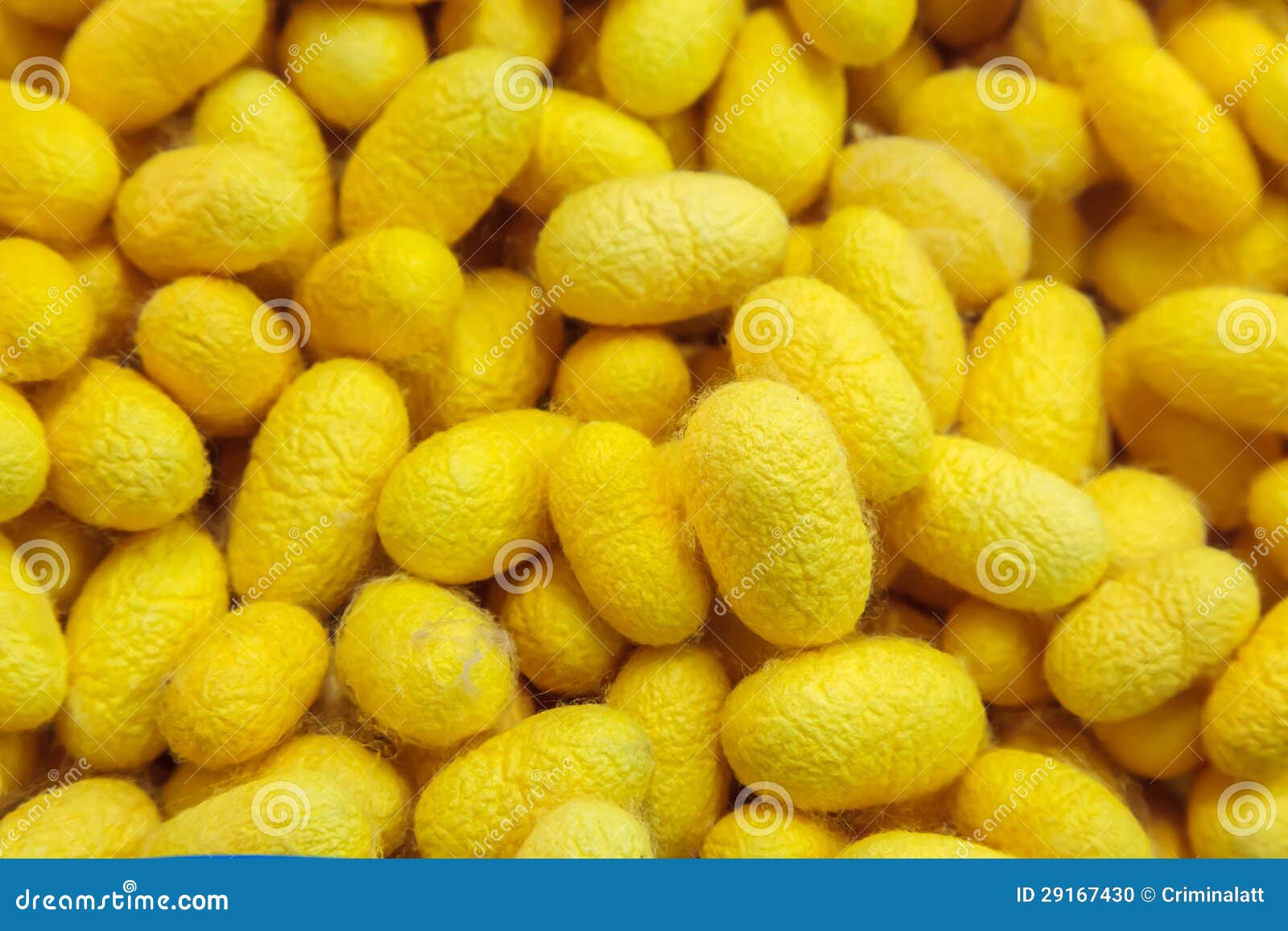 Yellow cocoons stock photo. Image of textile, worm, thread - 29167430