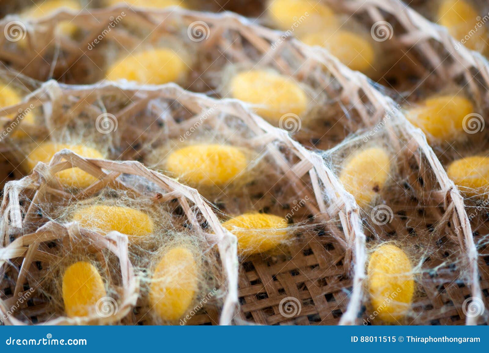 Yellow Cocoons Made by the Silkworm Stock Image - Image of larvae ...