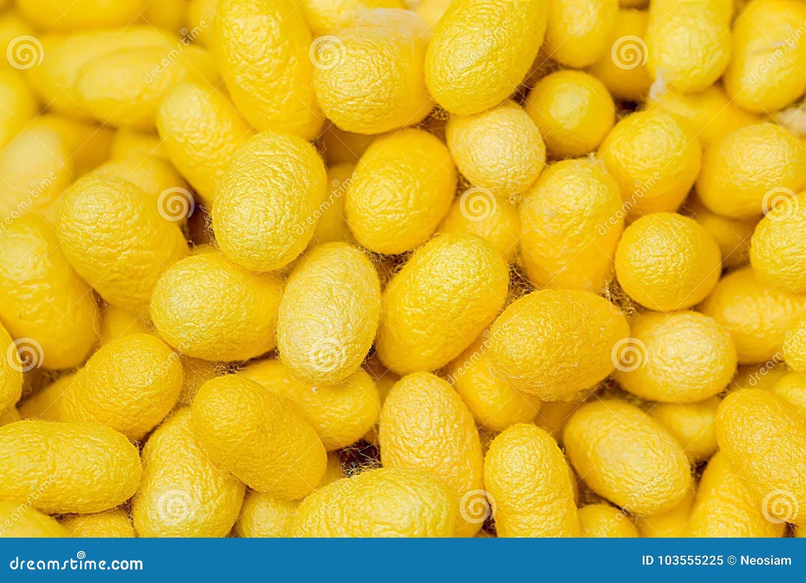 Yellow Cocoons of the Silkworm Stock Image - Image of larvae, pure ...