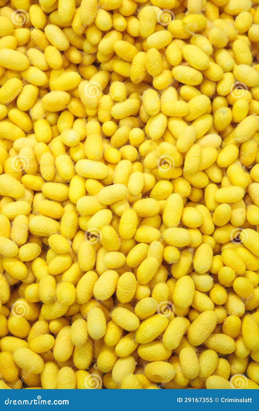 Yellow cocoons surface stock image. Image of insect, silk - 29167355