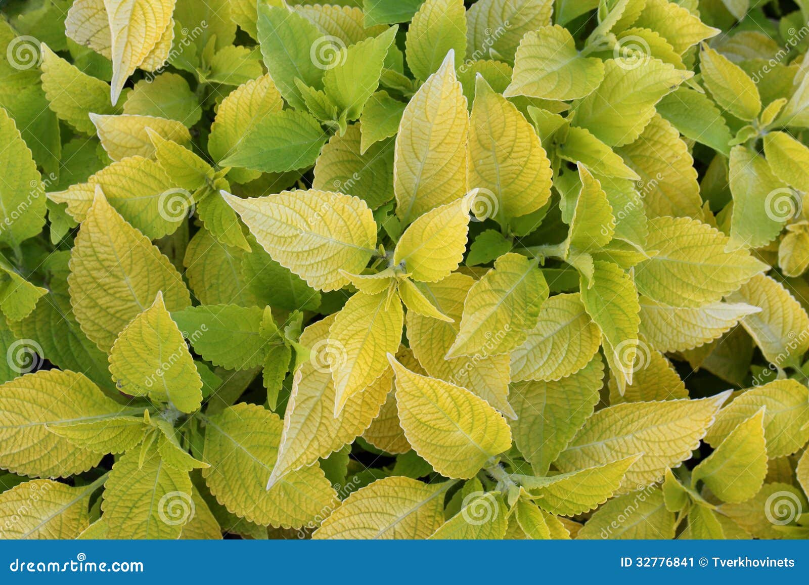 Yellow coleus stock image. Image of leaves, yellow, beautiful - 32776841