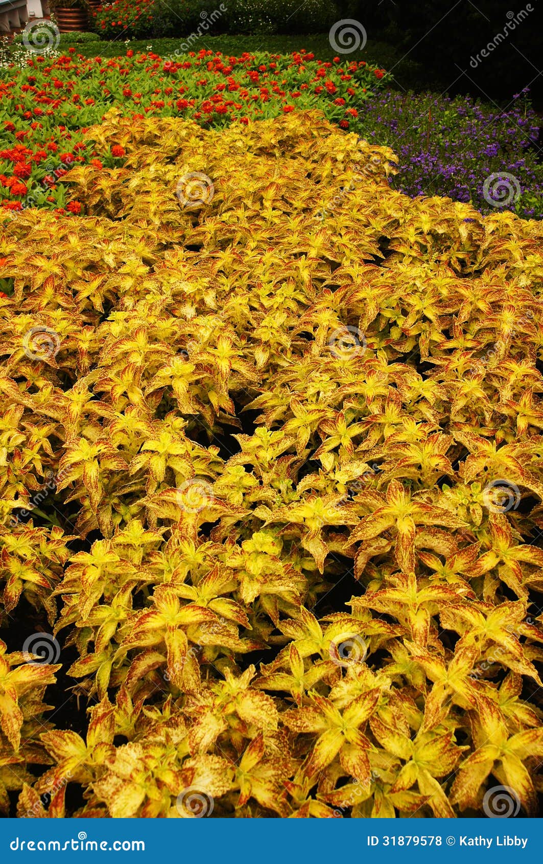 Yellow Coleus stock photo. Image of leaf, summer, yellow - 31879578