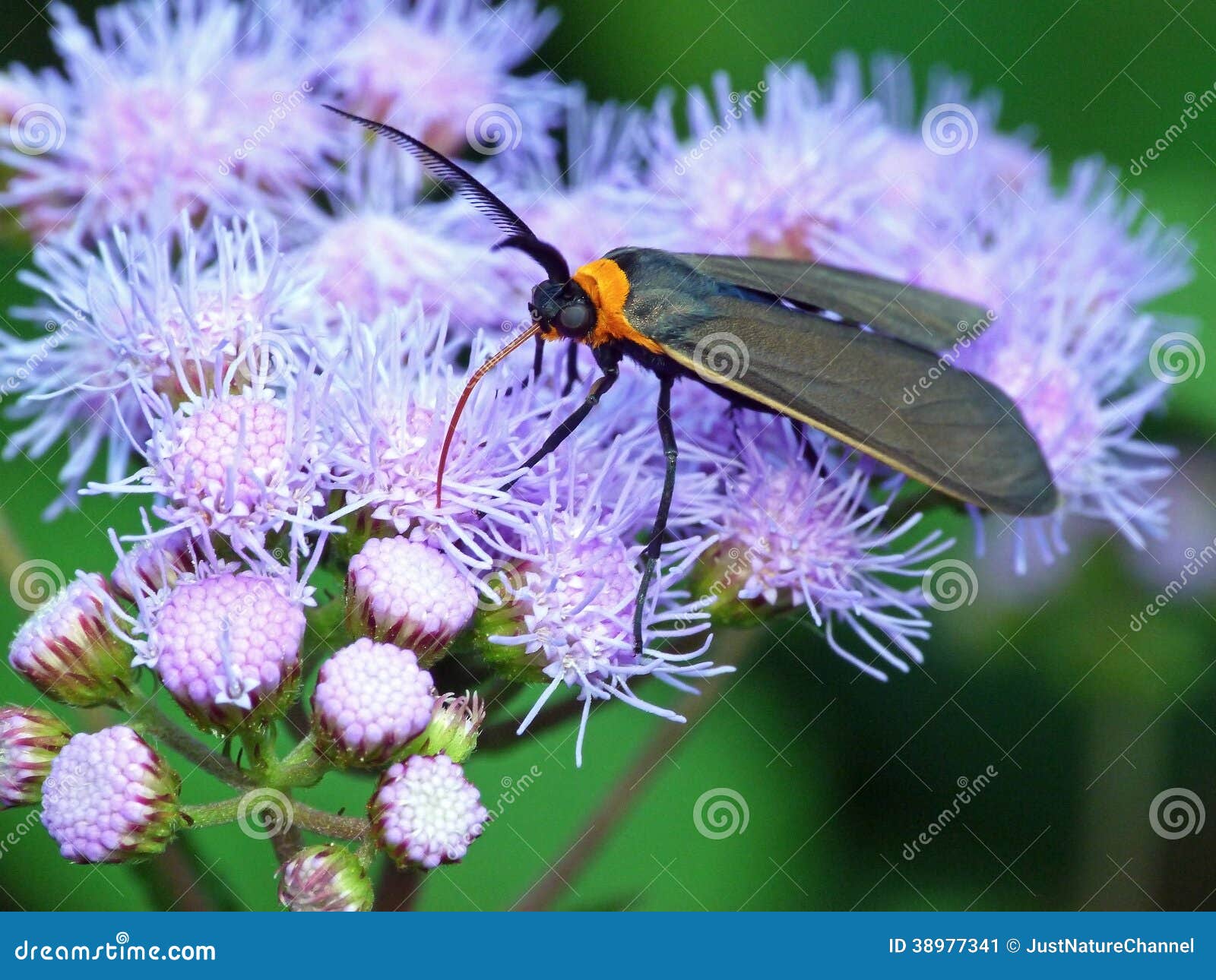 Yellow-Collared Scape Moth Feeding Stock Image - Image of insect ...