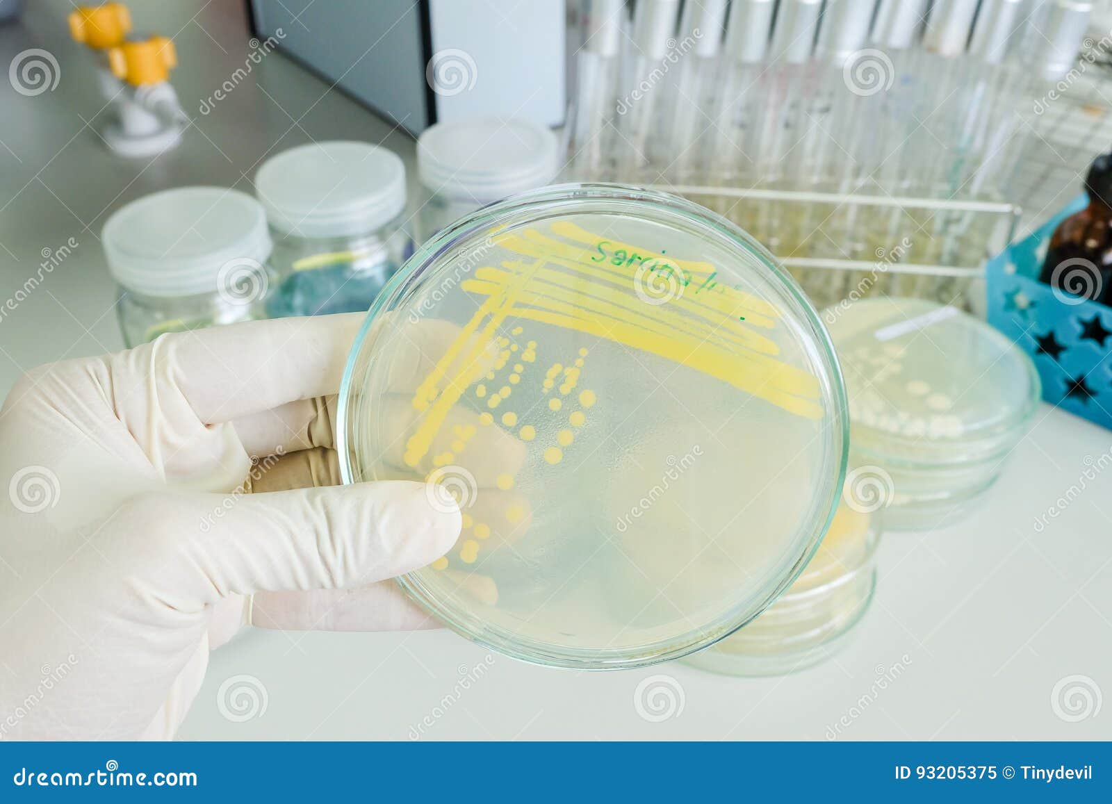 Yellow colony stock image. Image of molecular, culture - 93205375