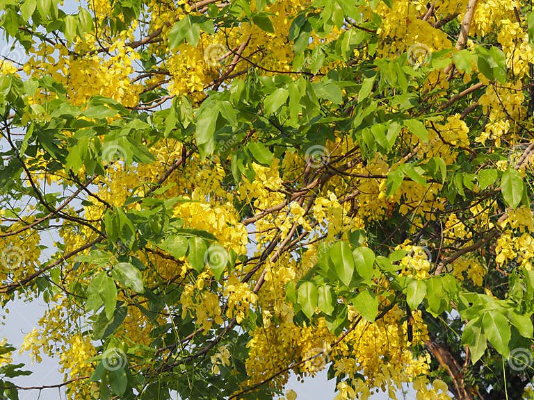Yellow Color Flowers Cassia Fistula Golden Shower Tree Ratchaphruek