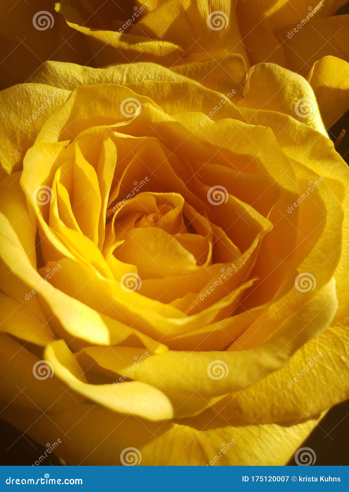 Yellow is the Color of My Soul Stock Image - Image of rose, flower ...