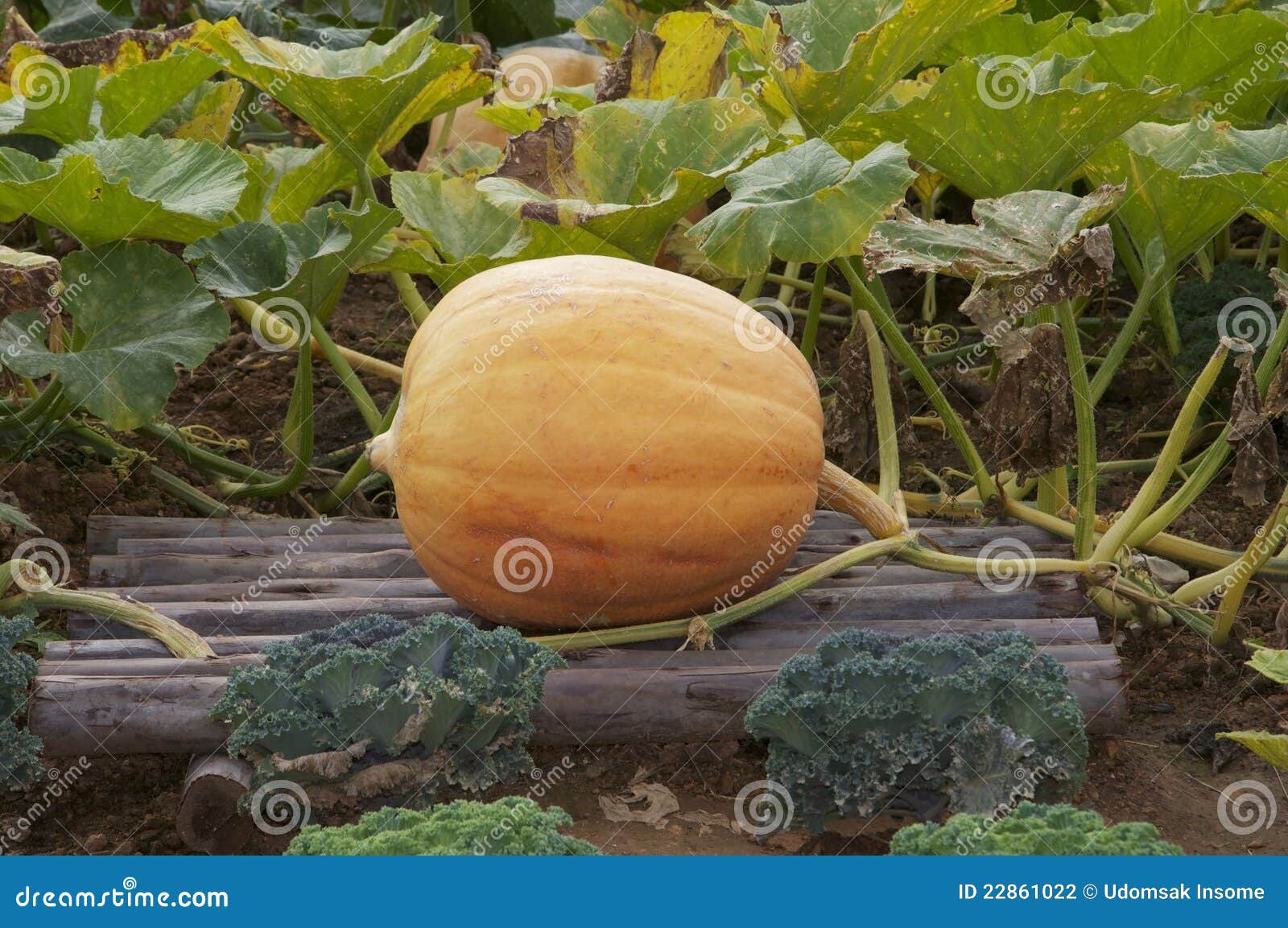 Yellow color pumpkin stock photo. Image of objects, organic - 22861022