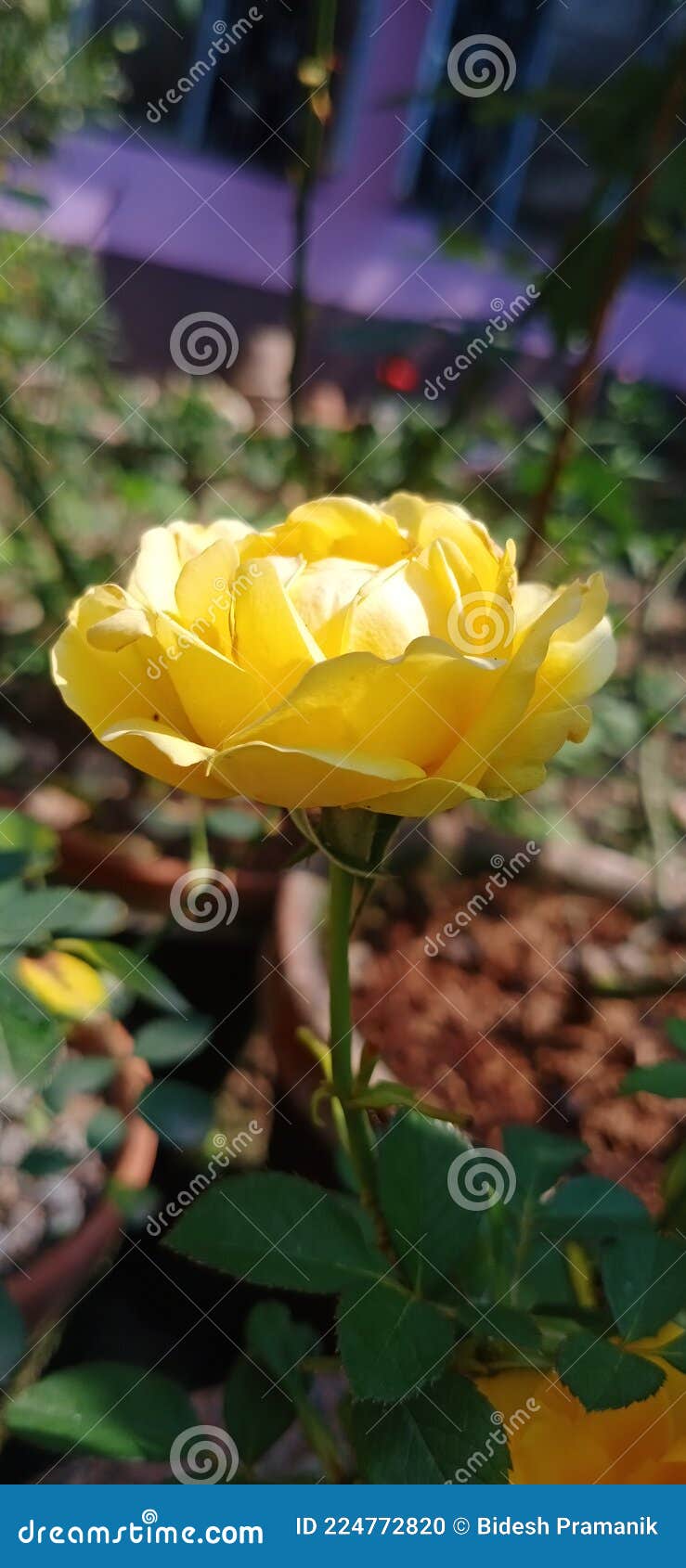 Yellow color Rose stock photo. Image of leaf, yellow - 224772820