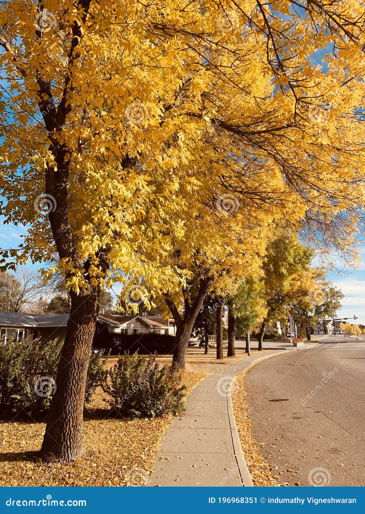 Yellow color trees stock image. Image of color, grove - 196968351