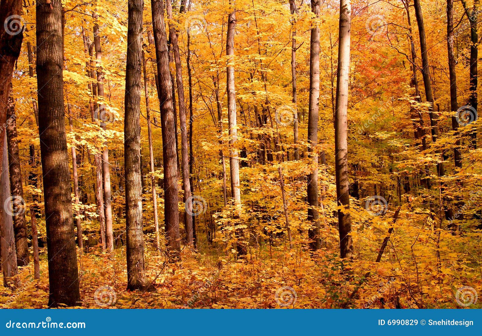 Yellow Color Trees stock image. Image of scenery, branches - 6990829