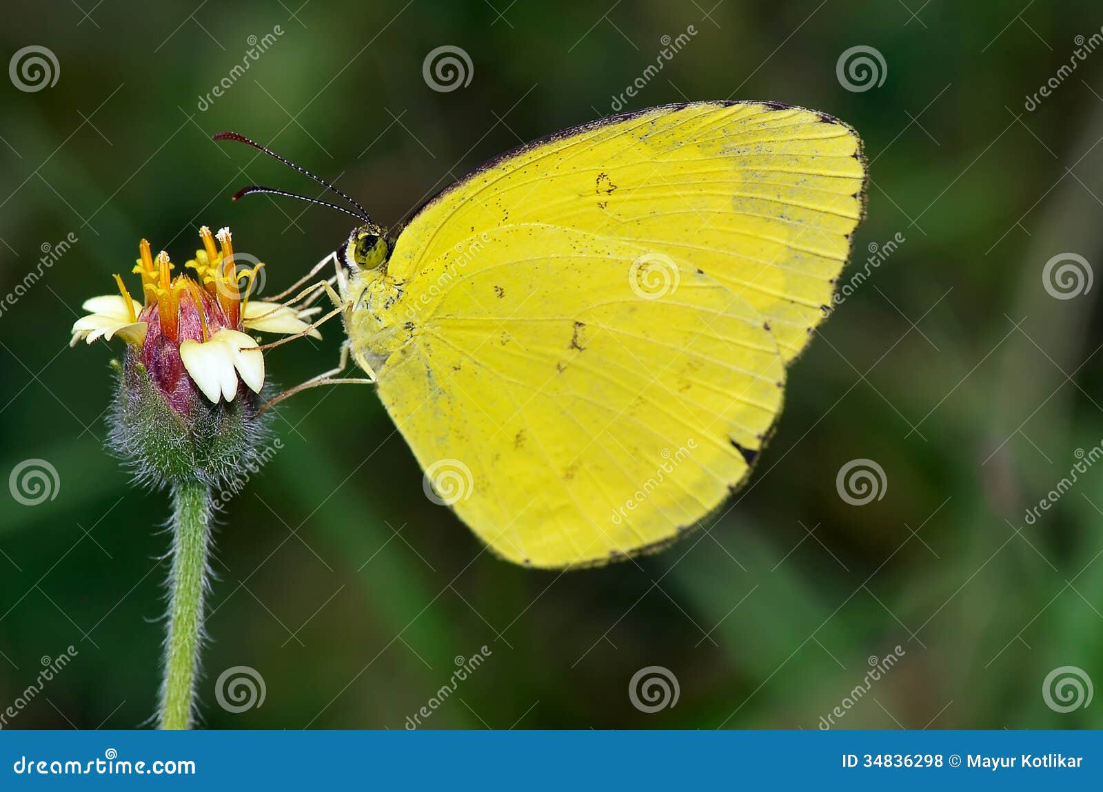 Yellow colored butterfly stock photo. Image of floral - 34836298