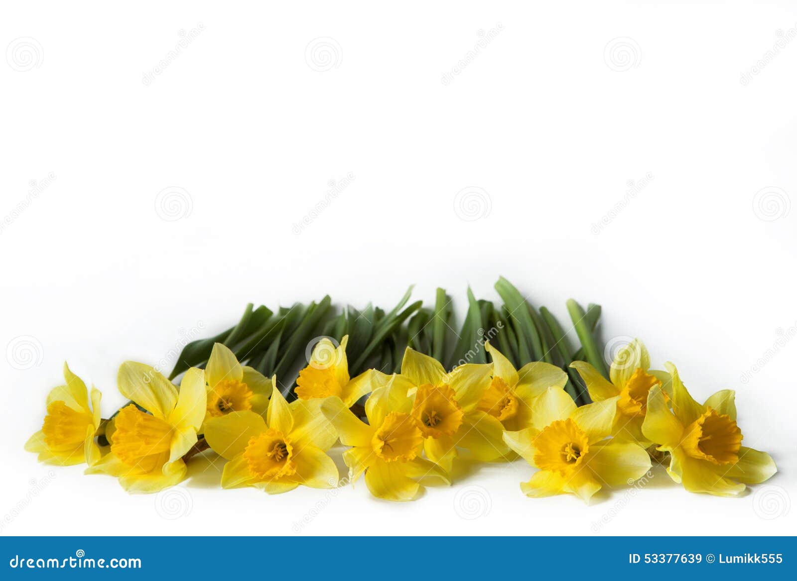 Yellow Colored Daffodil Flowers Stock Image - Image of closeup, bunch ...