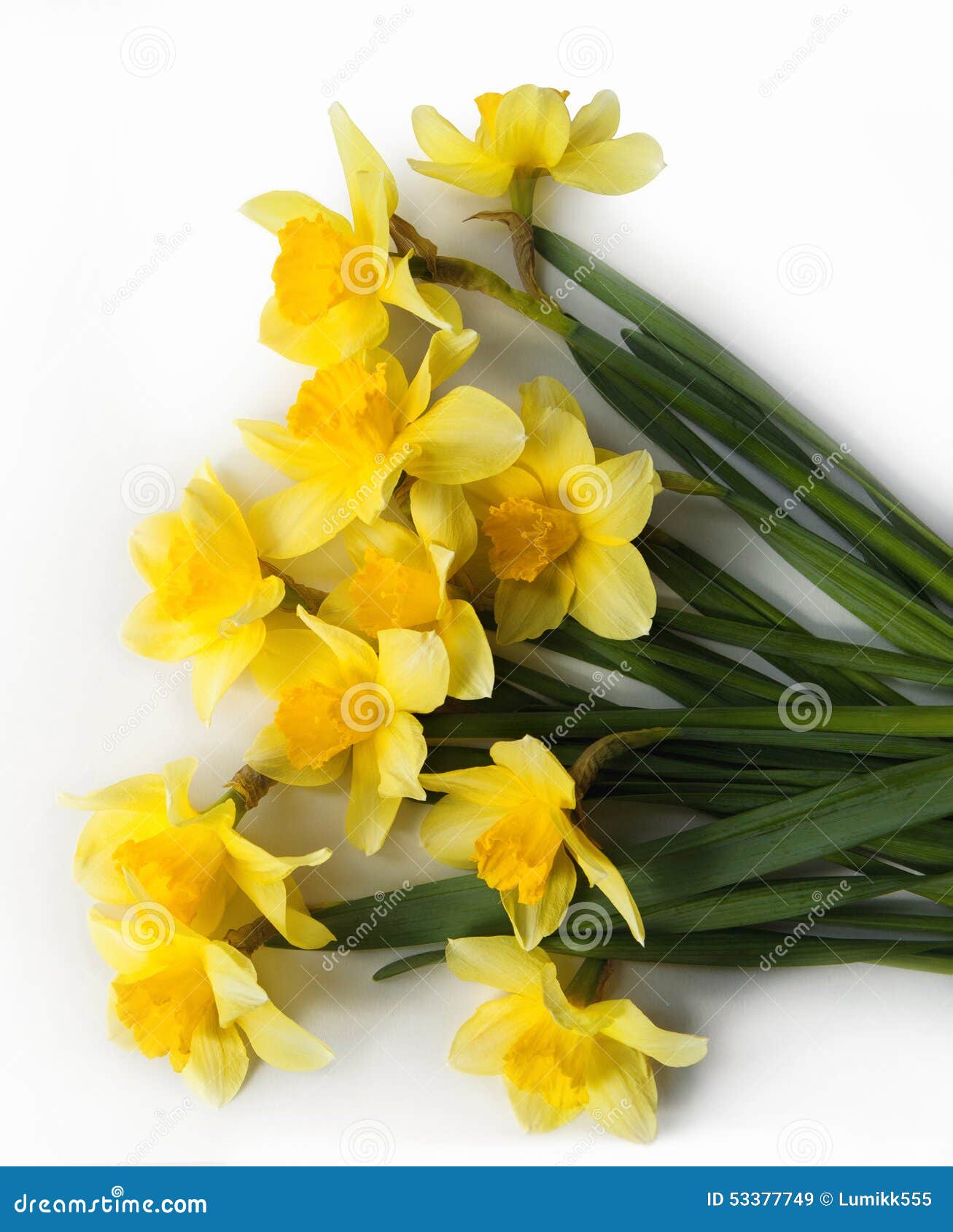 Yellow Colored Daffodil Flowers Stock Image - Image of color, isolated ...