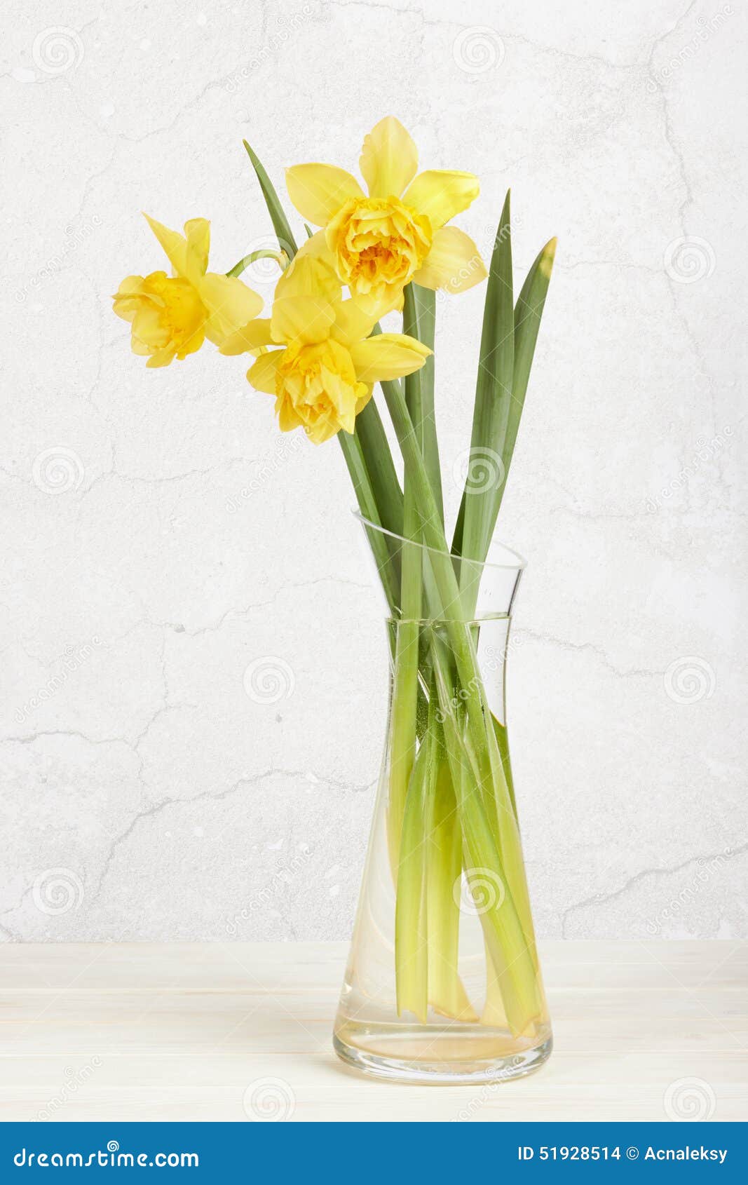 Yellow Colored Daffodil Flowers Stock Photo - Image of deep, shot: 51928514