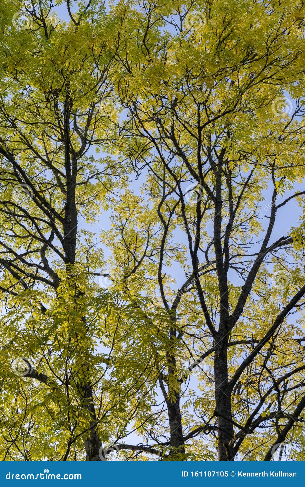 Yellow Colored Leaves in a Big Ash Tree Stock Image - Image of park ...
