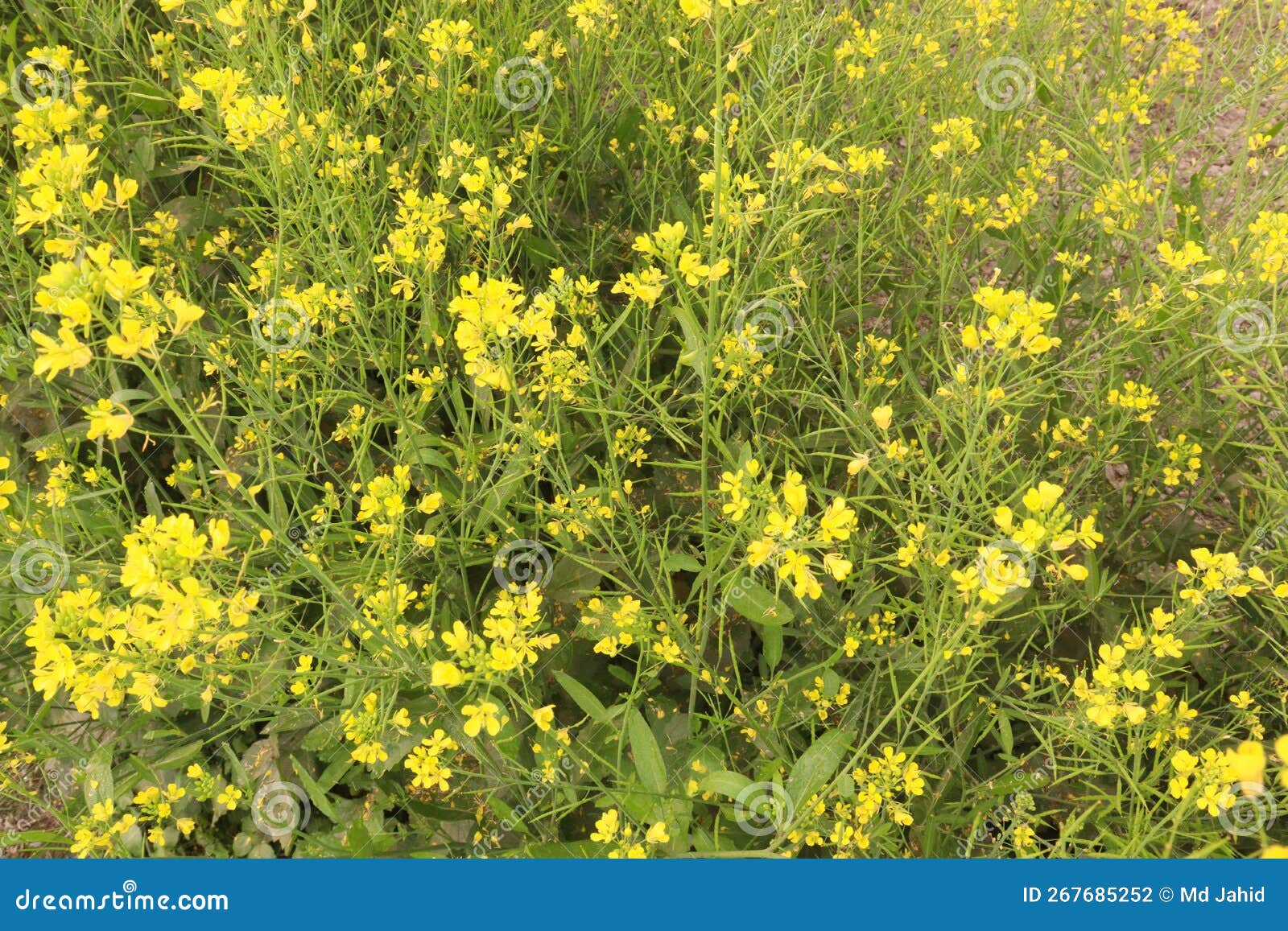 Mustard Flower on Farm for Harvest Stock Photo - Image of cultivation ...
