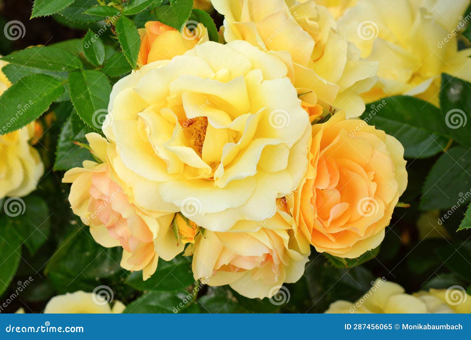 Top View of Full Yellow Colored Rose Flower in Bloom Stock Image ...