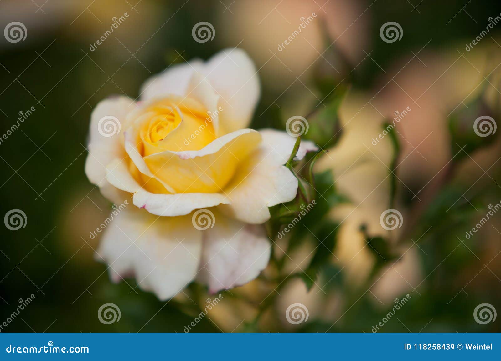 Yellow colored rose stock image. Image of yellow, color - 118258439