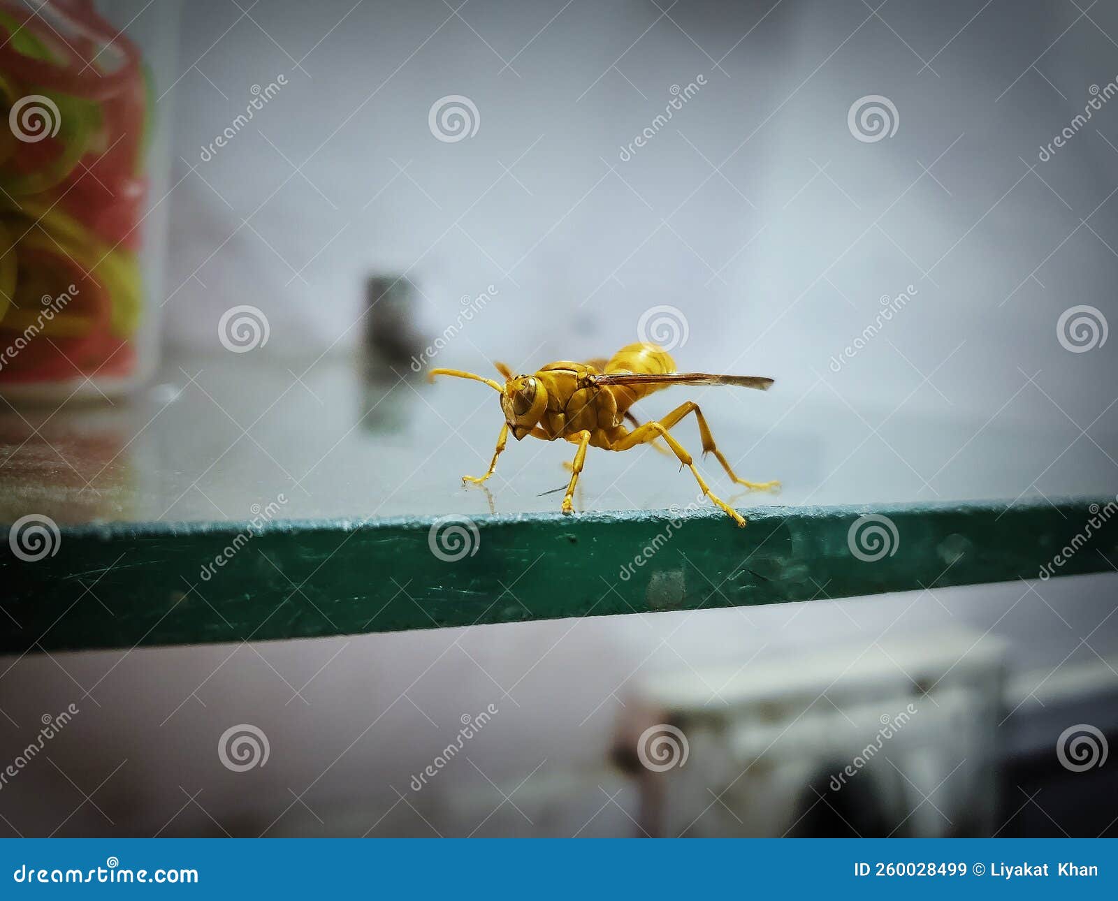 Yellow Colour Ants Flying Insects Stock Image - Image of insects ...