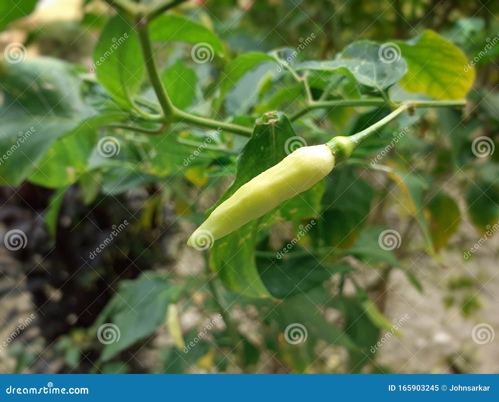 Yellow Colour Chilli or Chilli Pepper Growing on the Plant Stock Image ...