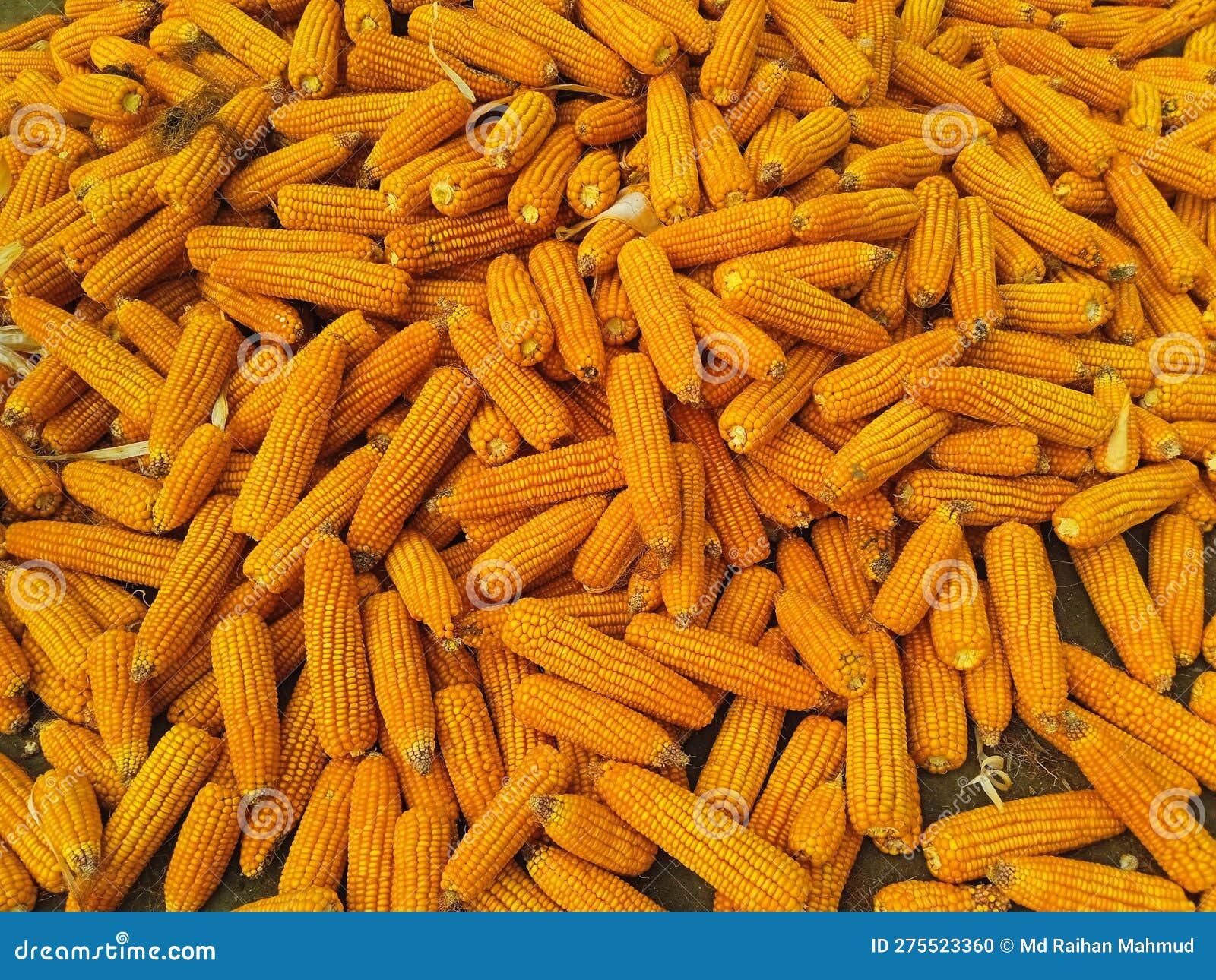 Yellow Colour Corn on the Cub Stock Photo - Image of corn, yellow ...