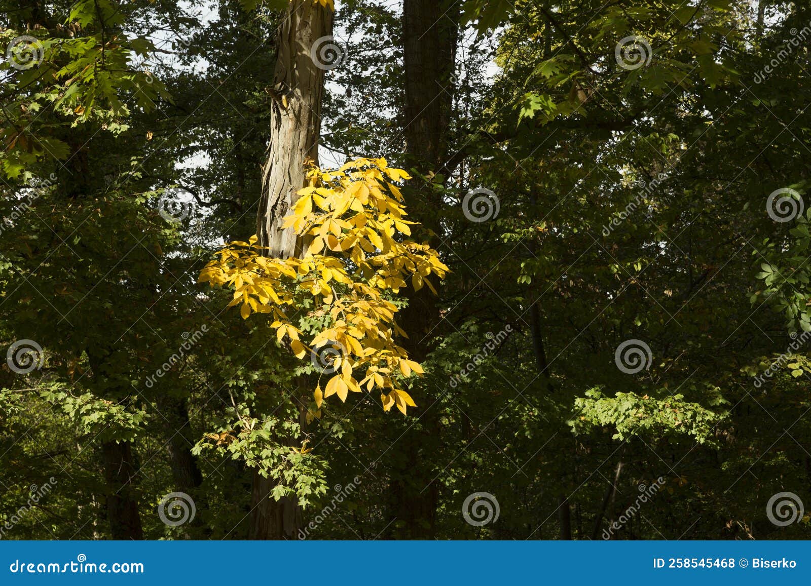 Yellow Colour of the First Autumn Leaves Stock Photo - Image of tree ...
