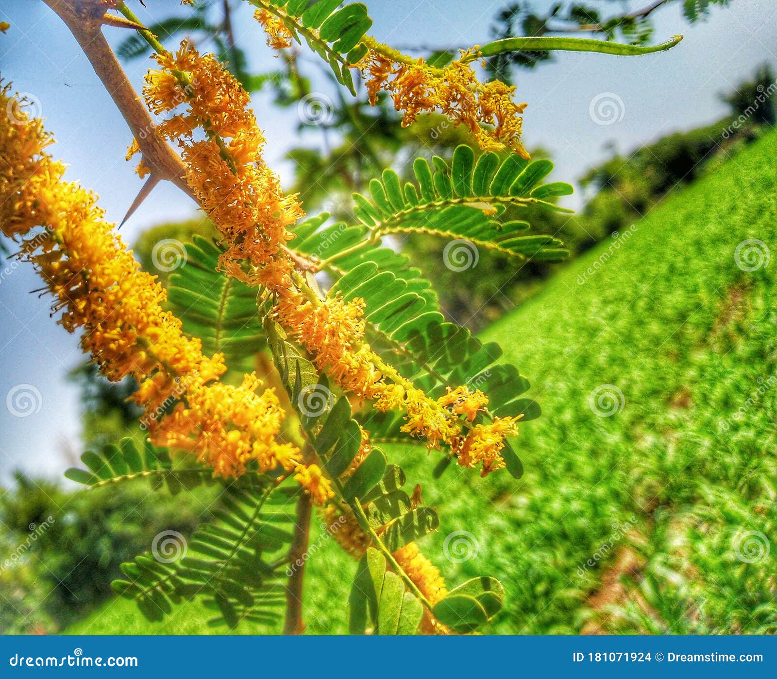 A Yellow Colour Flower of the Babul with Its Leaf Stock Photo - Image ...