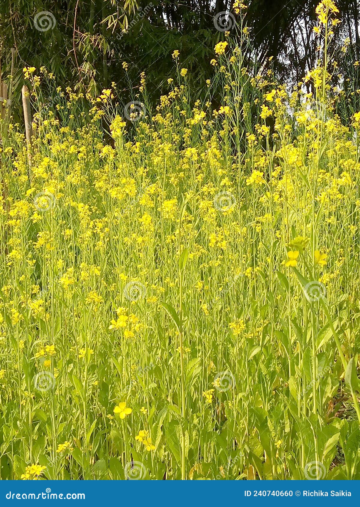 Yellow Colour Flower for Natural Lover Stock Photo - Image of lover ...