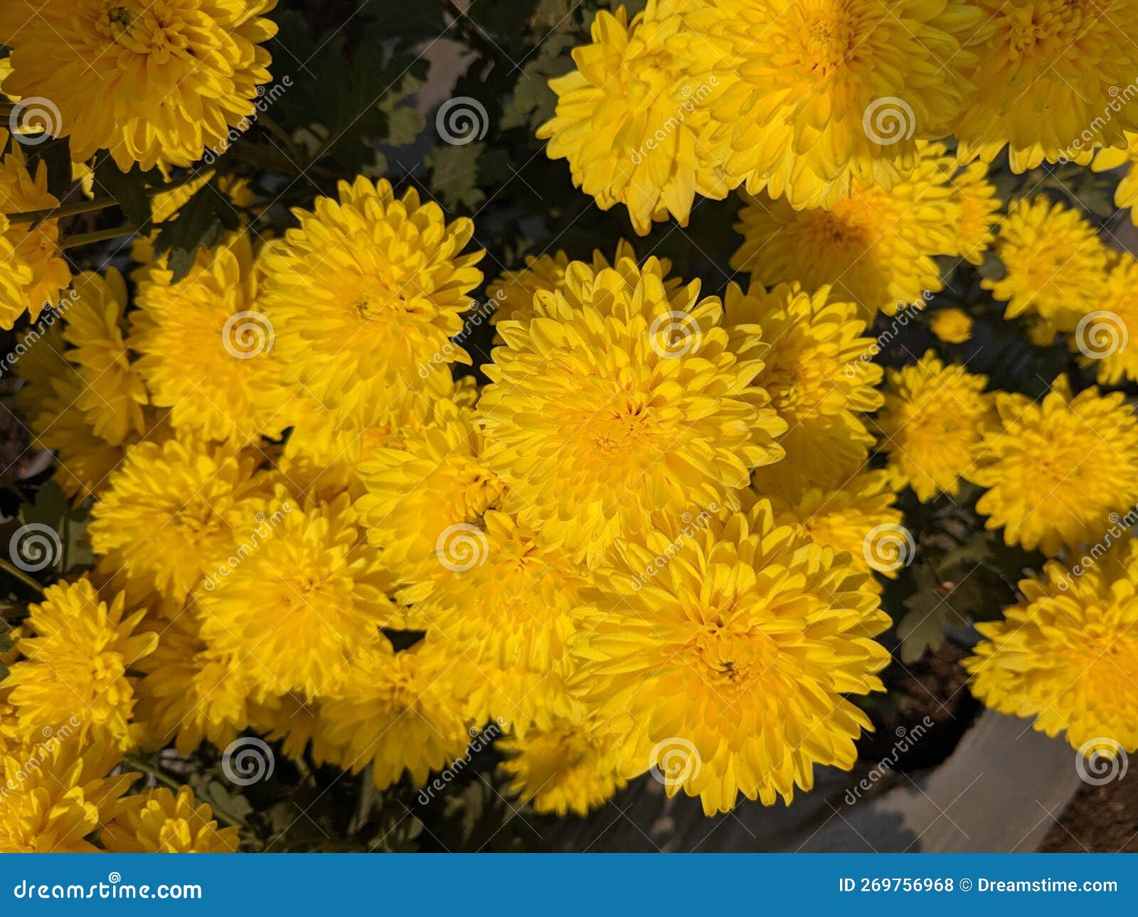 Colour Flower Shewanti Stock Photos - Free & Royalty-Free Stock Photos ...