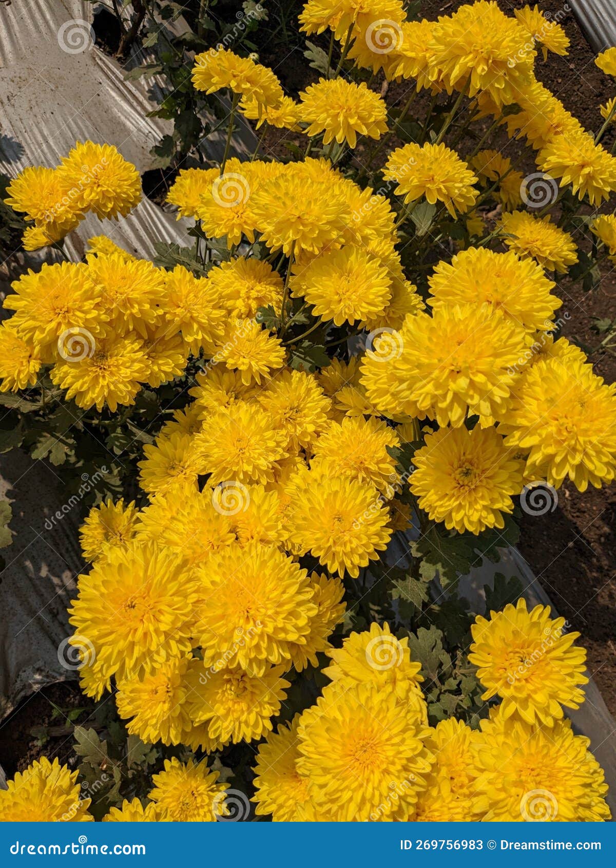 Yellow Colour Flower Shewanti Stock Image - Image of leaf, herb: 269756983