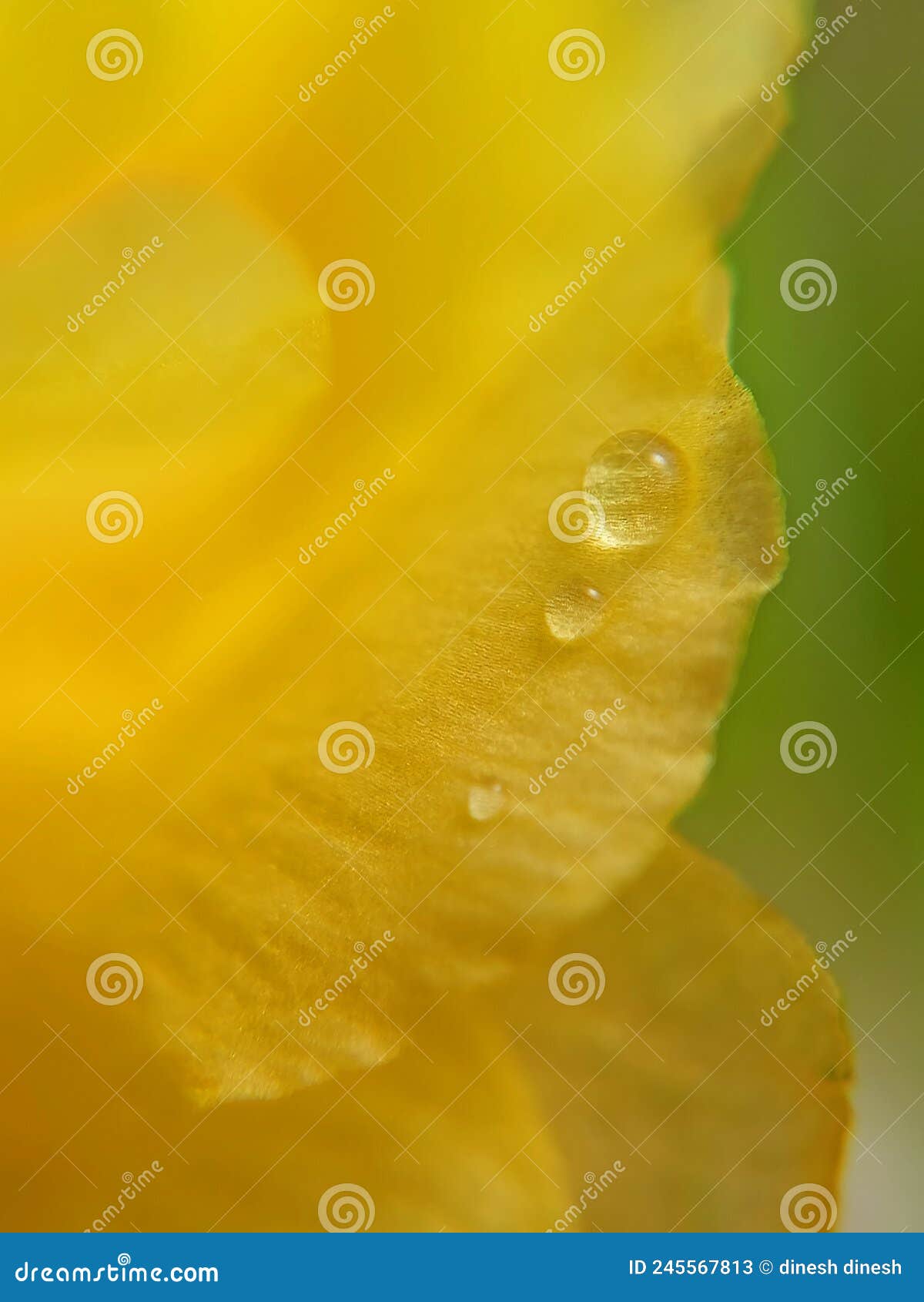 Yellow Colour Flower in Water Drop Stock Image - Image of yellow, water ...