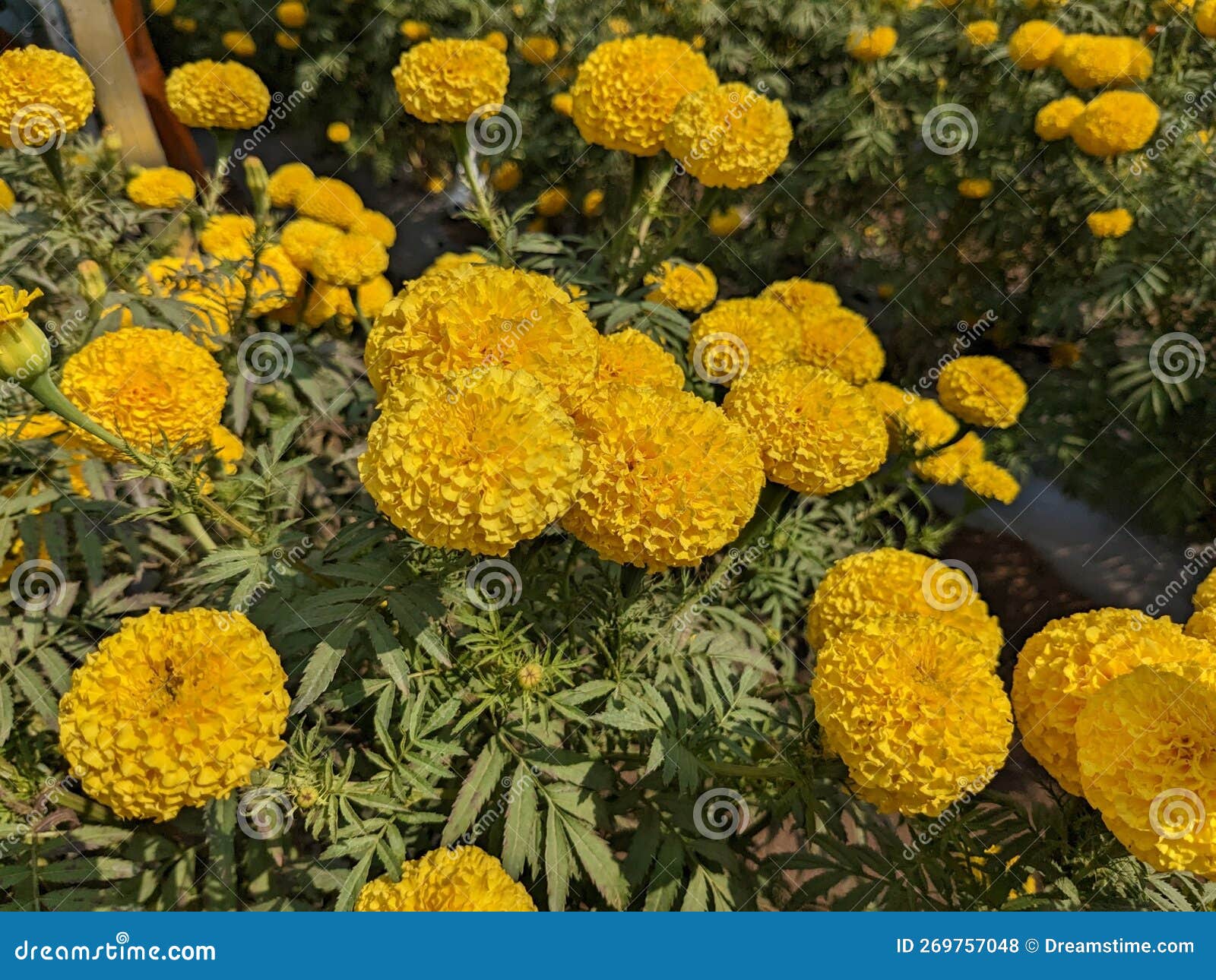 Yellow colour flower Zendu stock photo. Image of plant - 269757048