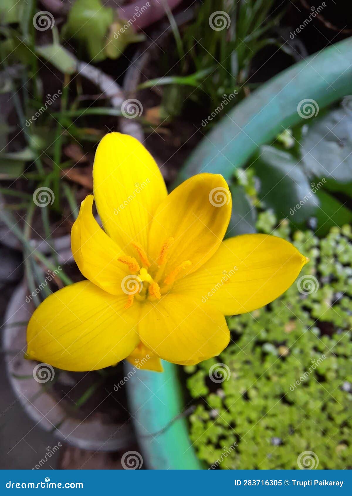 Yellow Colour Rain Lily Flower. Stock Image - Image of lily, flower ...