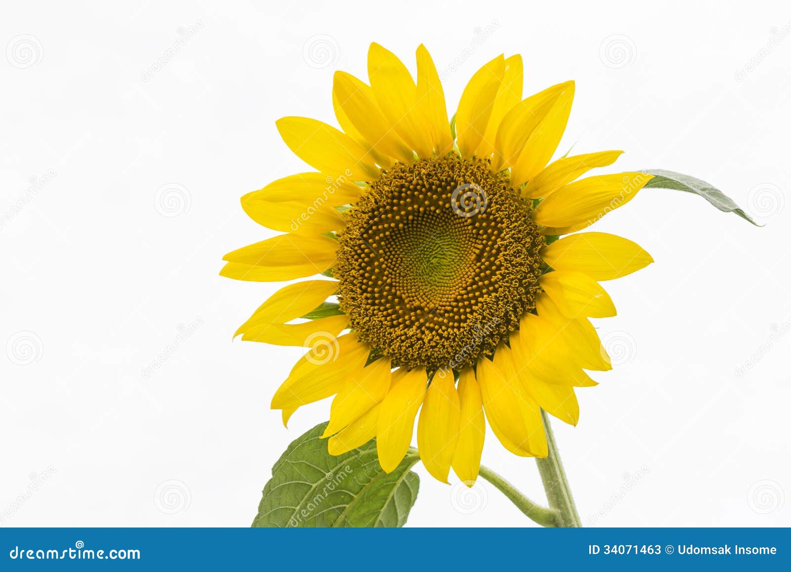 Yellow colour sunflower stock image. Image of light, colour - 34071463