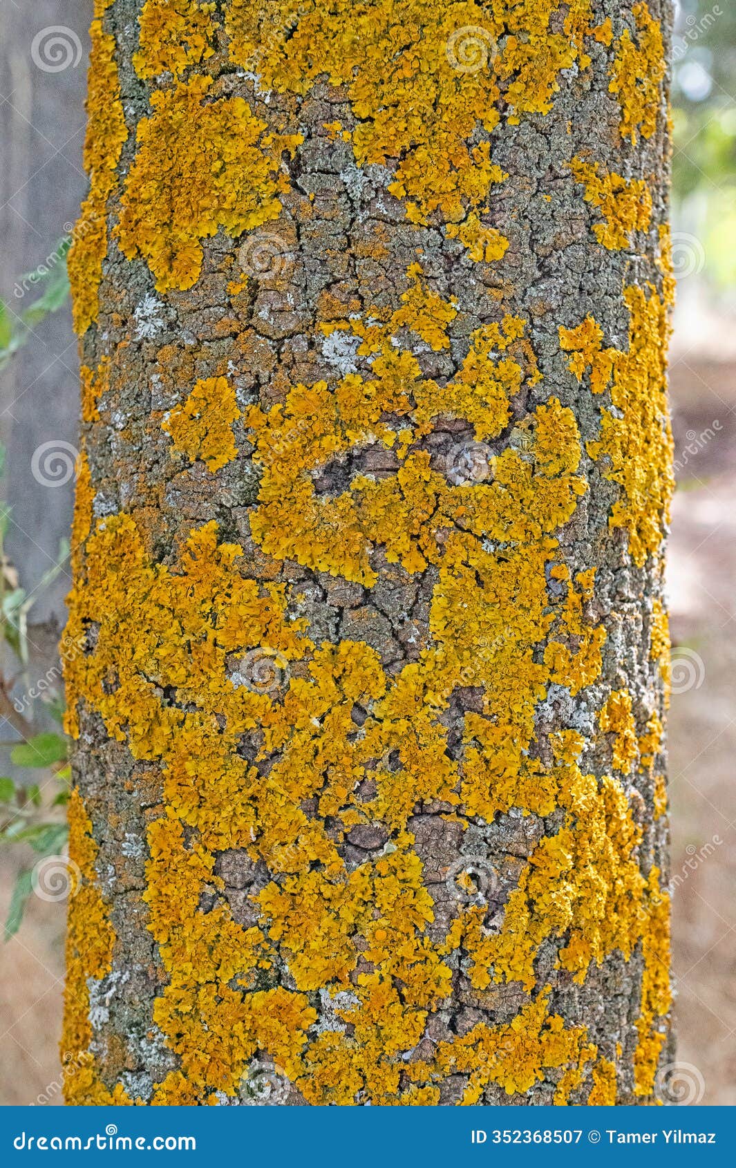 Yellow Coloured Lichens on Tree Trunk Stock Image - Image of background ... Yellow Coloured Lichens on Tree Trunk Stock Image - Image of background ...