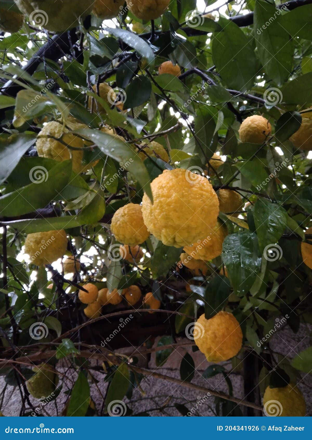 Yellow coloured oranges. stock photo. Image of deciduous - 204341926