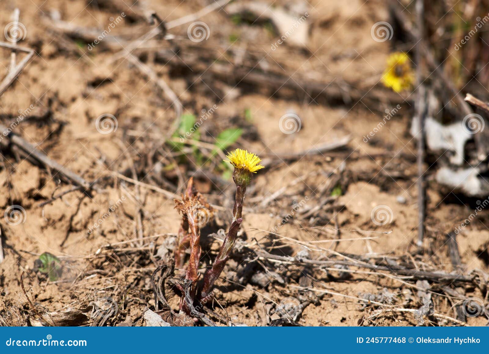 Yellow Coltsfoot Flower in the Sand Stock Photo - Image of sunny ...