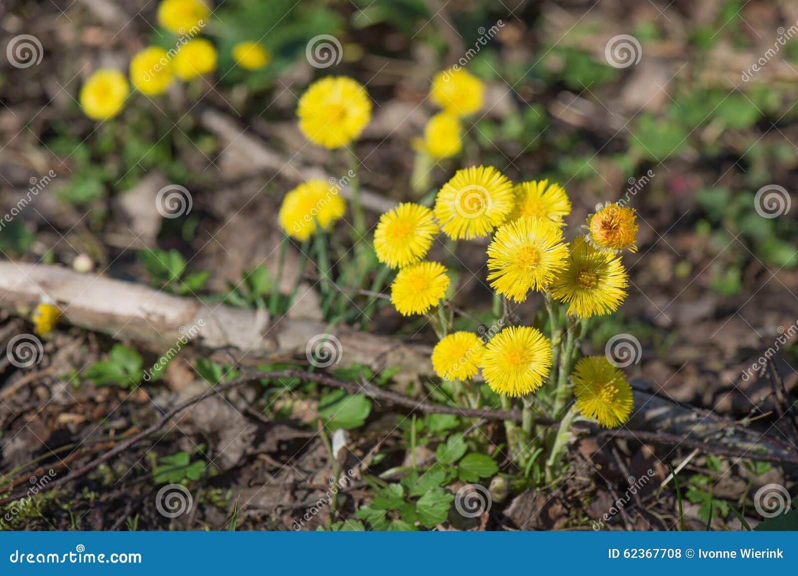 Yellow coltsfoot stock photo. Image of forest, sunny - 62367708