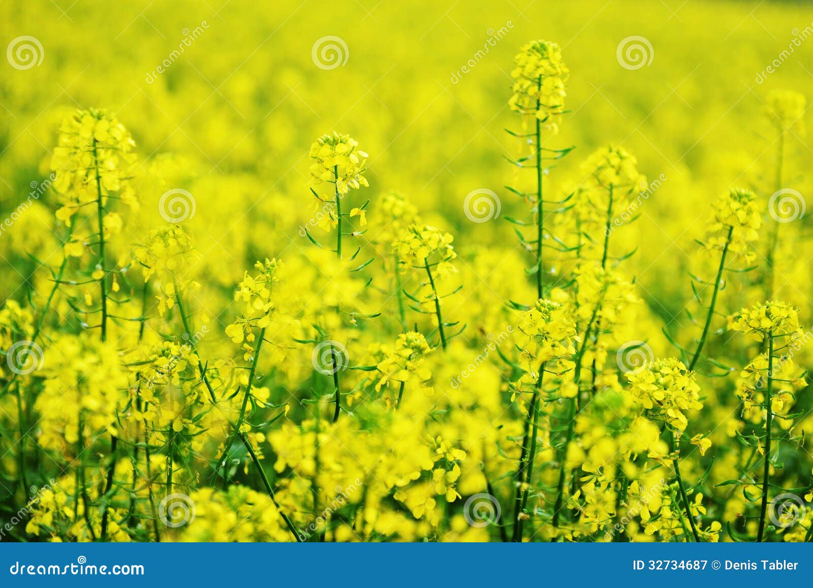 Yellow colza stock image. Image of green, colza, winter - 32734687