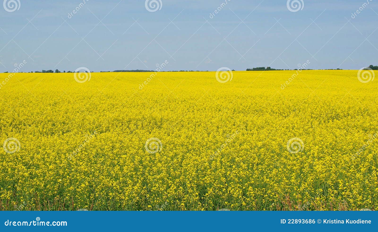 Yellow colza field stock photo. Image of plantation, yield - 22893686