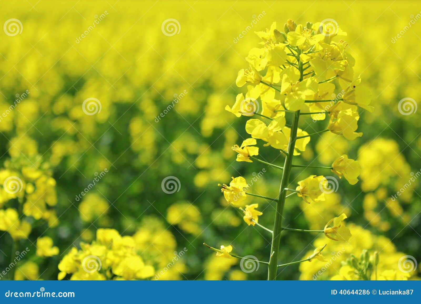 Yellow colza field stock photo. Image of cultivated, sprout - 40644286