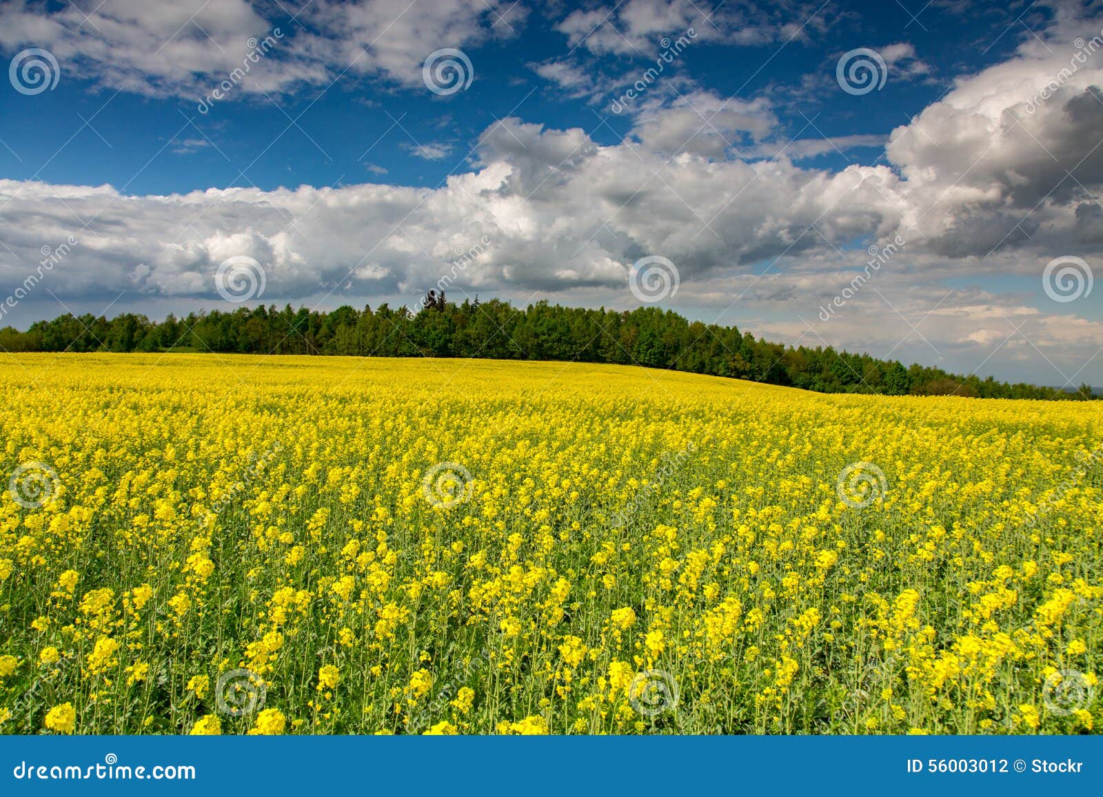Yellow colza field stock photo. Image of rapeseed, blue - 56003012