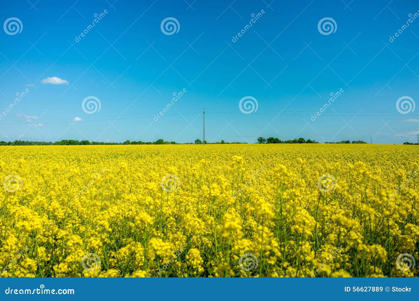 Yellow colza field stock image. Image of agriculture - 56627889