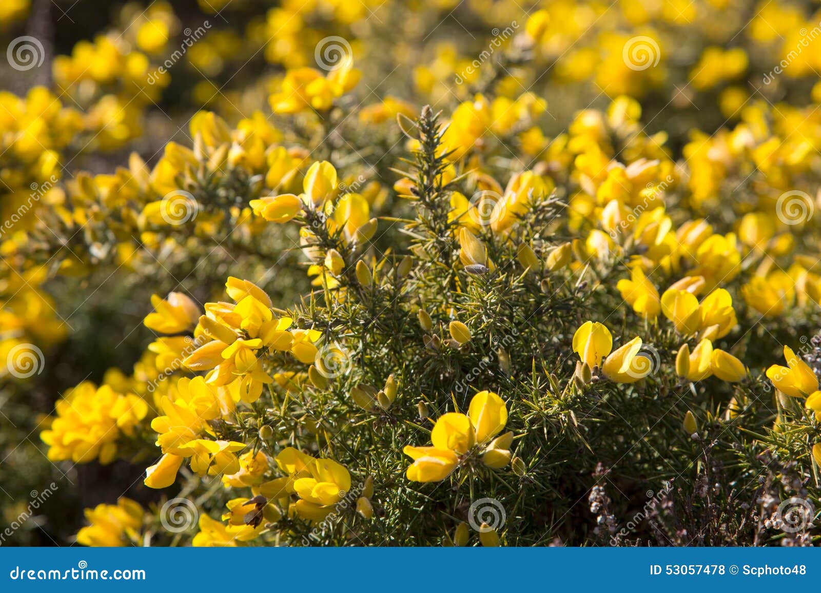 Yellow Common Gorse Flowers Stock Photo - Image of fresh, landscape ...