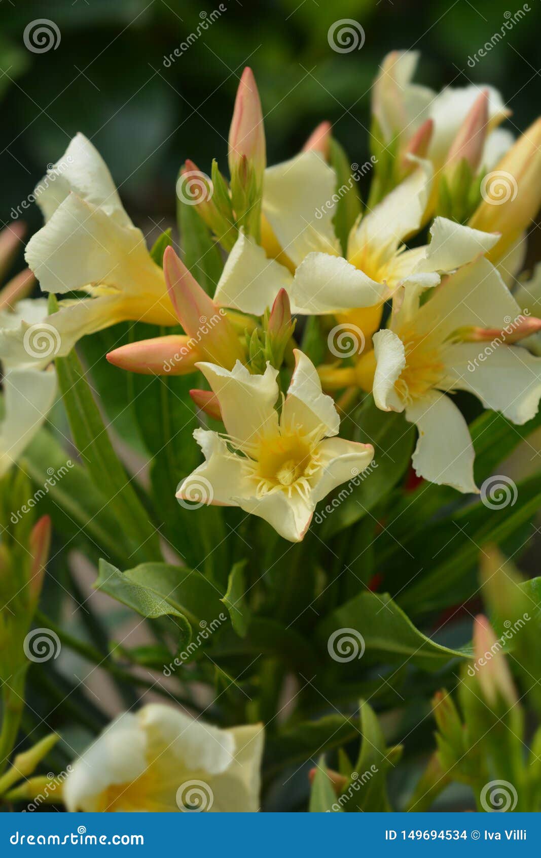 Yellow common oleander stock photo. Image of green, nature - 149694534